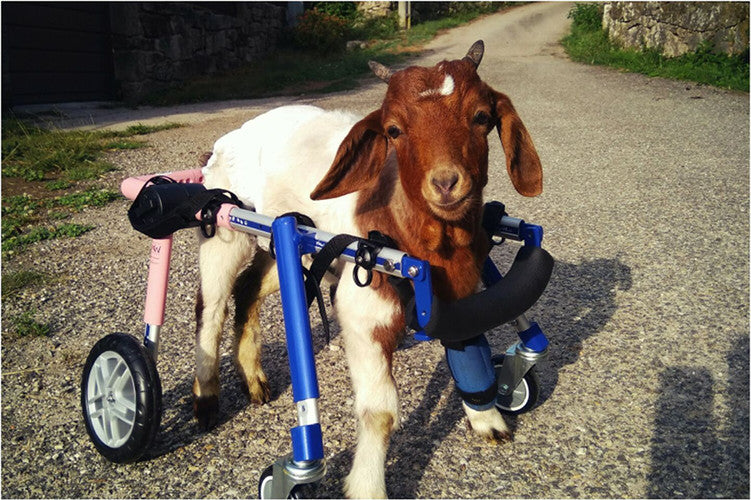 Emma the Goat – Wheels4Dogs