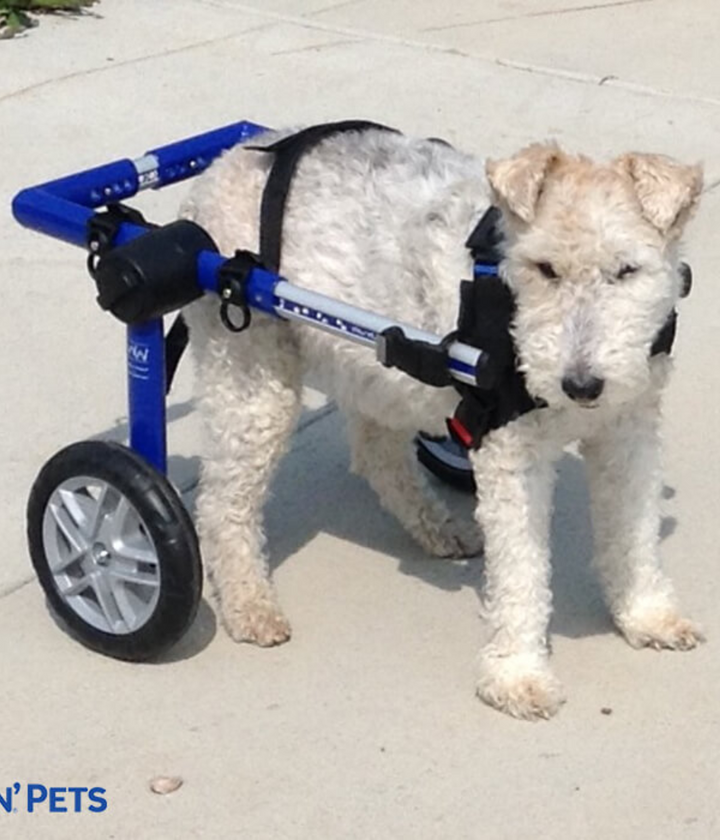 Wheels4Dogs | Dog Wheelchairs | Pet Mobility Aids