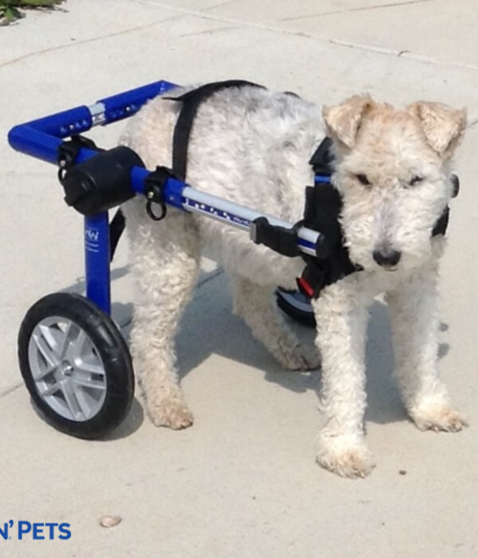 Wheels4Dogs | Dog Wheelchairs | Pet Mobility Aids