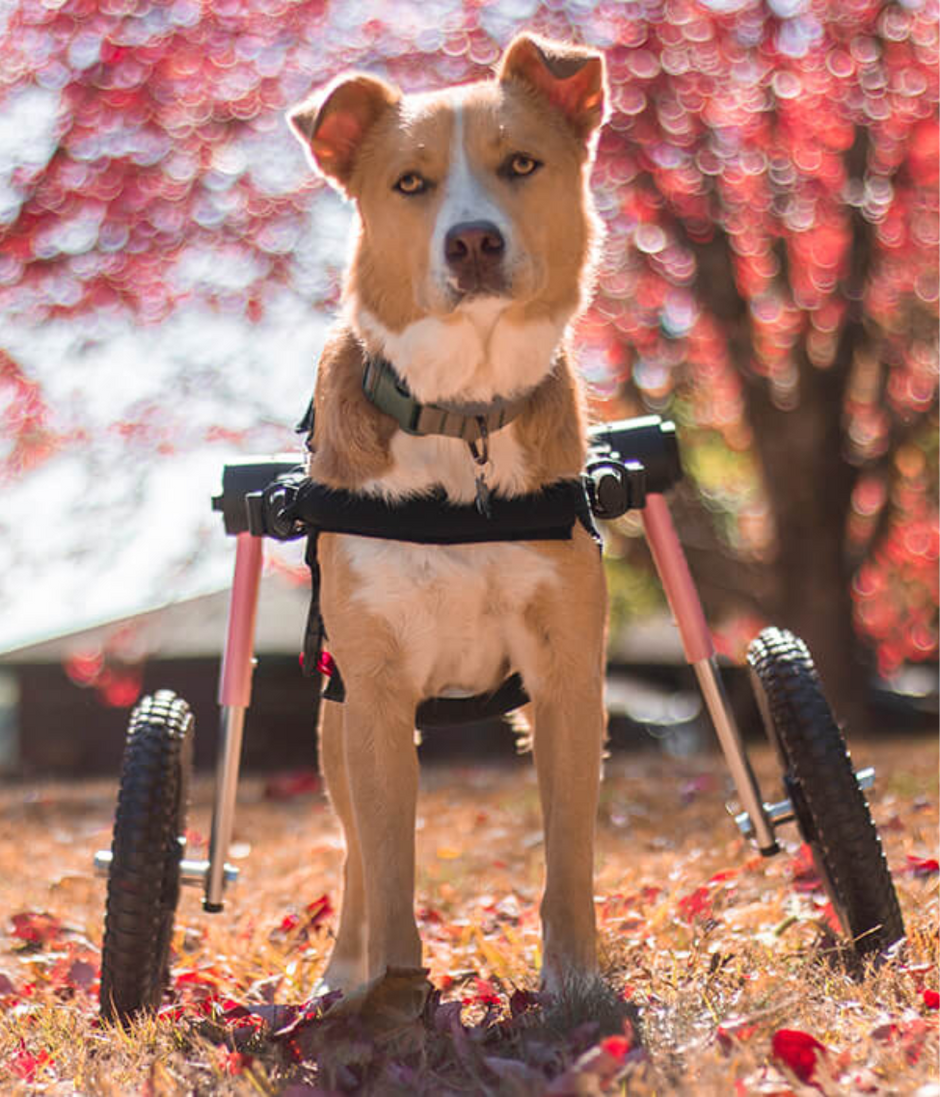 Wheels4Dogs | Dog Wheelchairs | Pet Mobility Aids