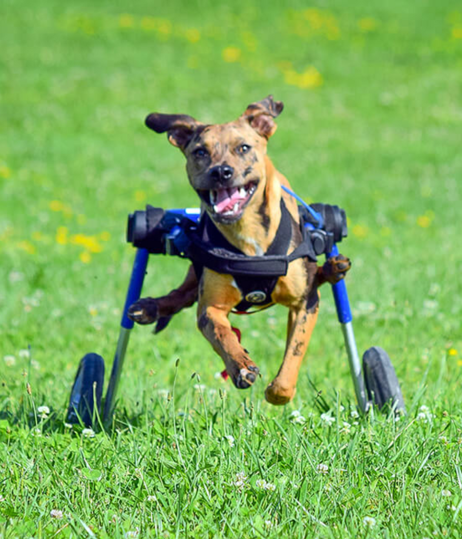 Wheels4Dogs | Dog Wheelchairs | Pet Mobility Aids