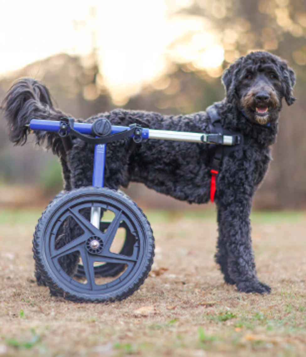 Walkin’ Wheels LARGE Dog Wheelchair (31 - 82kg) – Wheels4Dogs