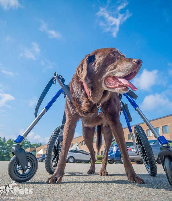 Walkin’ Wheels Full Support Quad 4 Wheel - Dog Wheelchair LARGE (31 ...