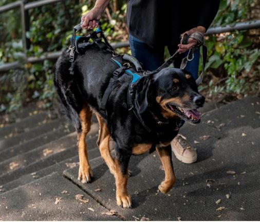 Help ‘Em Up Harness - Full Body Dog Harness – Wheels4Dogs