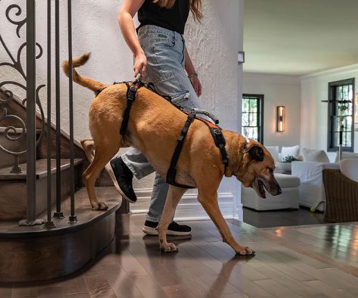 Help ‘Em Up Harness - Full Body Dog Harness – Wheels4Dogs
