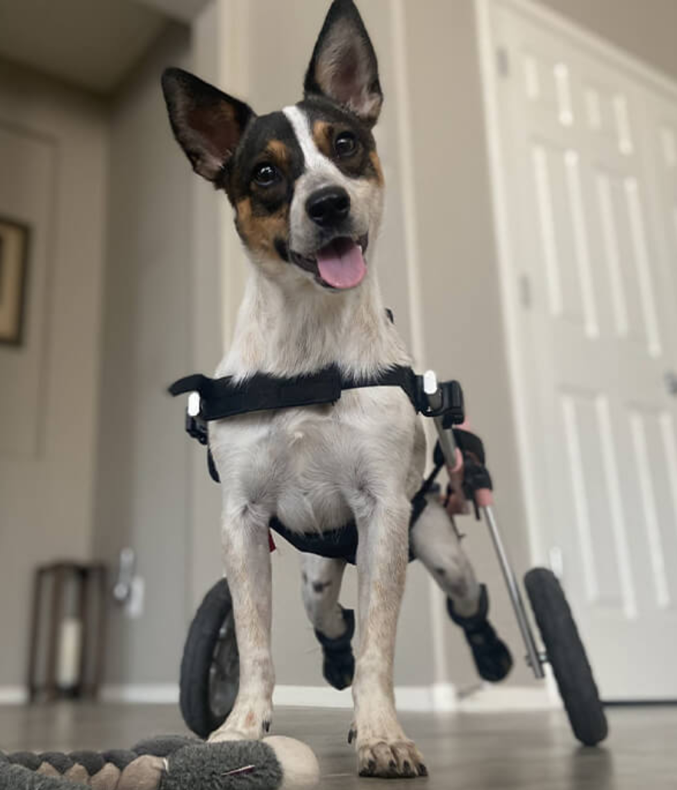 Walkin’ Wheels SMALL Dog Wheelchair (3.5 - 11kg) – Wheels4Dogs