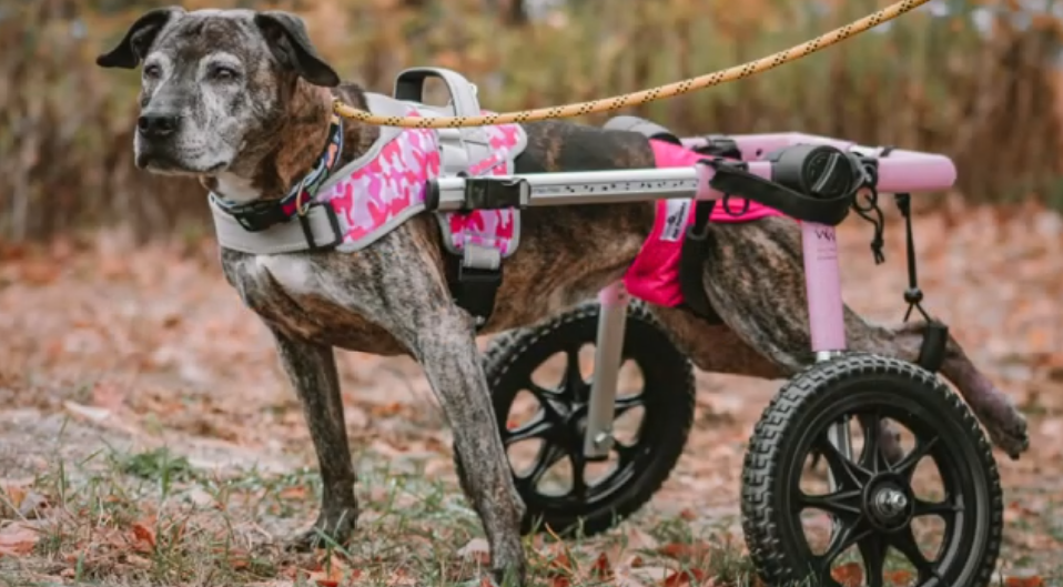 Wheels4Dogs | Dog Wheelchairs | Pet Mobility Aids